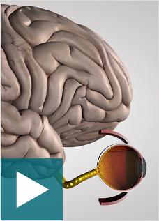 L'œil et la vision - Réseau Canopé